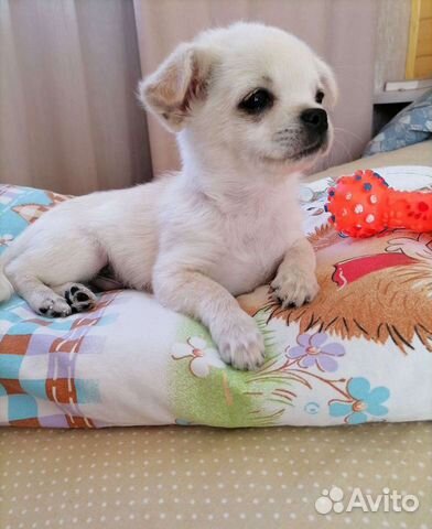 Бело-кремовый Ангел