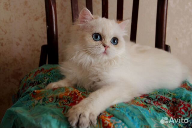 Золотой пойнт кошка в разведение