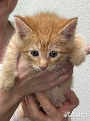 Рыжий котенок