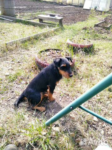 Вязка ягдтерьера