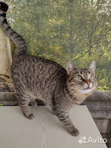 Стерилизованная Алиса ищет дом