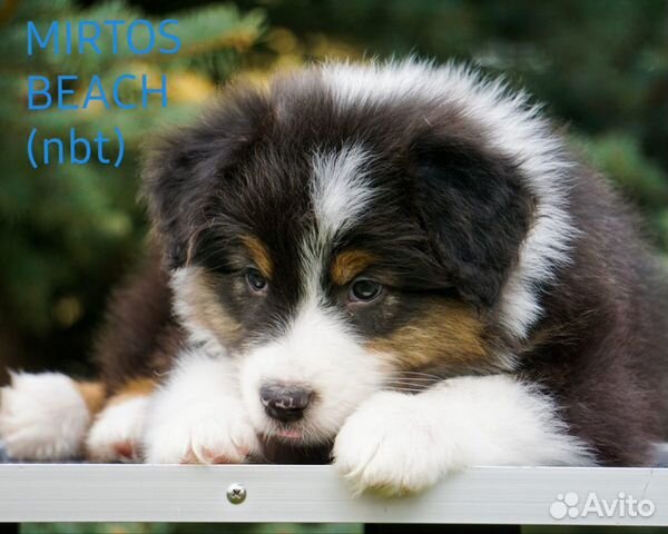 Австралийская овчарка