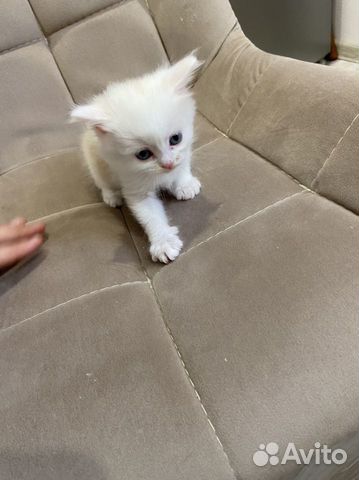 Котенок Мальчк 2 месяца ) Отдам в добрые руки