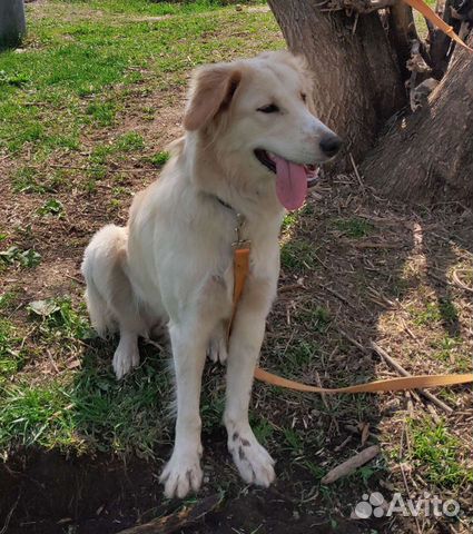 Красавица Снежа в добрые руки