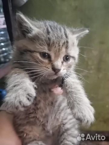 Котенок шпротик в добрые руки дар бесплатно