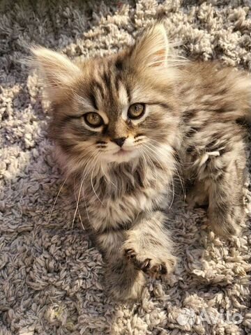 Котята