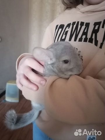 Серебристая шиншилла