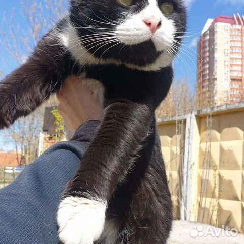 Выкинули кота, ищем новый дом
