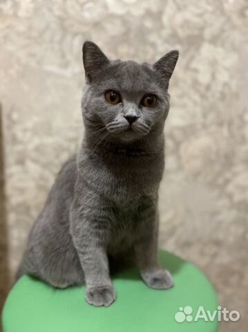 Британская кошечка