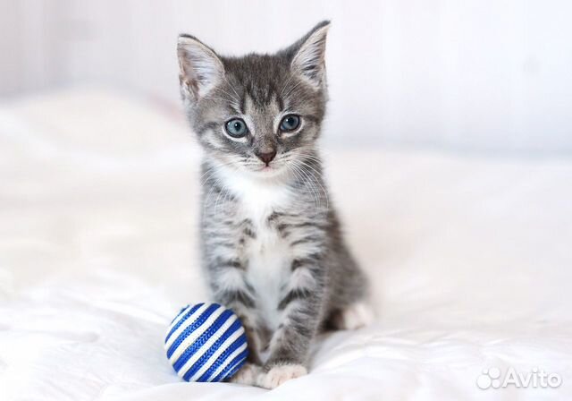 Котик серый матроскин 2 мес