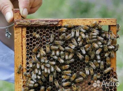 Пчелы зимовалые, Карпатка с Алтая