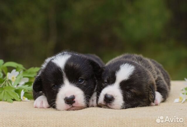 Щенки вельш корги кардиган