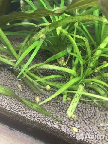 Улитки ампулярии