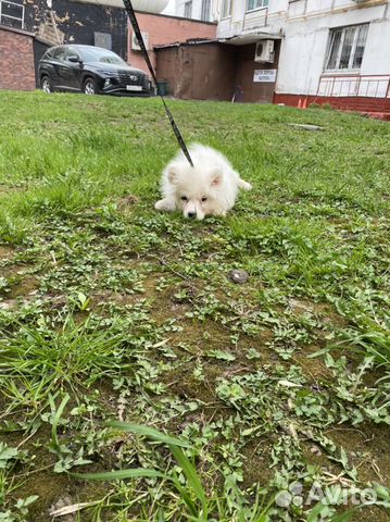 Шпиц Сонечка