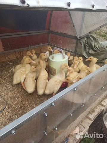 Утята стар 53, бройлеры кобб