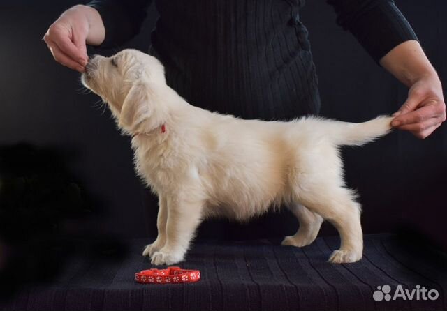 Малыши золотистого ретривера