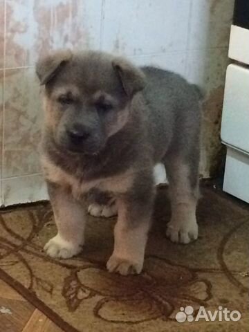 Щенок плюшевый мишка