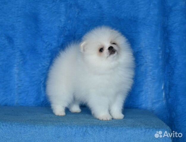 Шпиц померанский медьвежьего типа