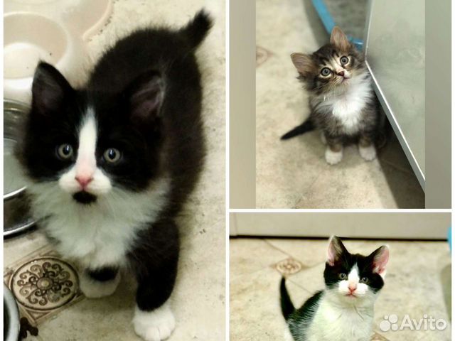 Мимимишные котятки в добрые руки