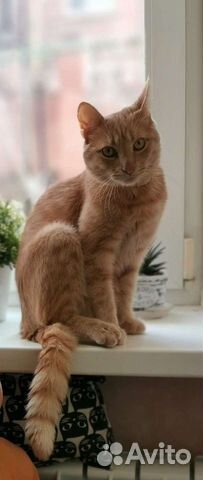 Потерялся кот