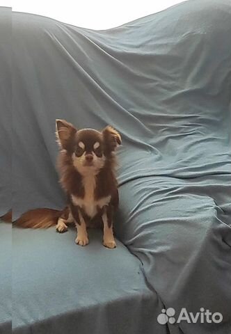 Шоколадная красавица