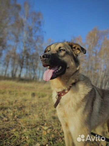 Собака из приюта мальчик