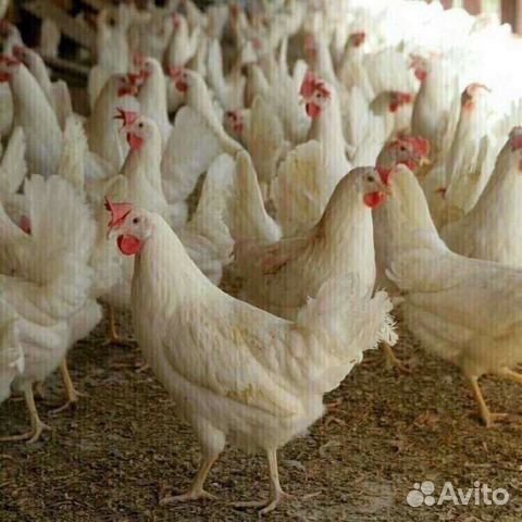 Куры несушки ломан браун