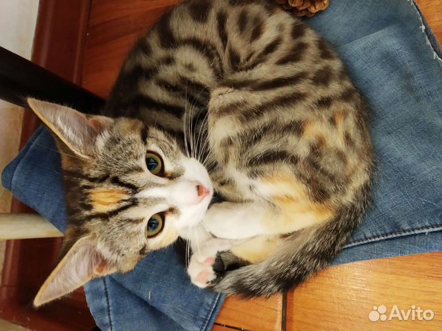 Котенок девочка трехцветная