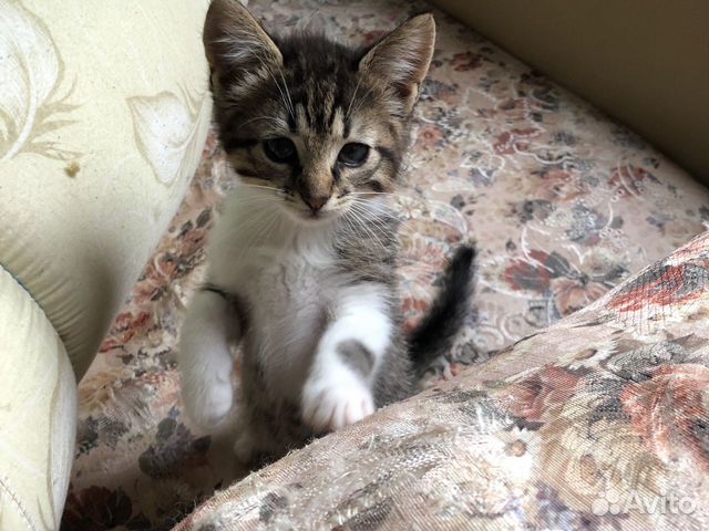 Двухмесячные котята в подарок с доставкой на дом