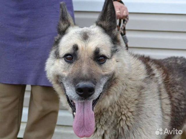 Метис овчарки, грэм