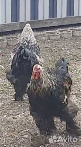 Цыпята Брамма,Минорка,Кохихинка,Фовероль