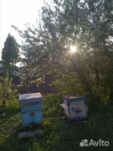Пчёлы, пчелосемья продам