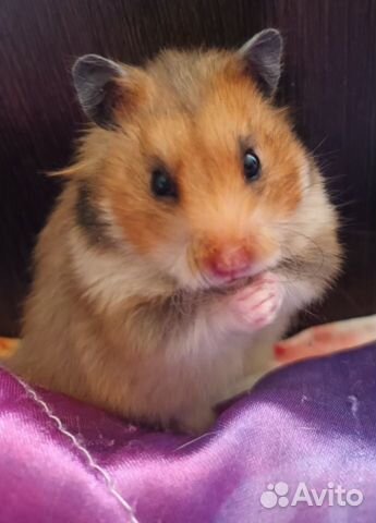 Сирийский хомяк девочка ждет жениха