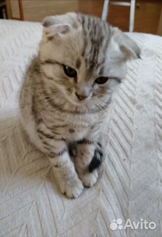 Шотландские вислоухие котята