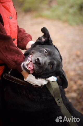 Парень с замечательным характером, пес Дым