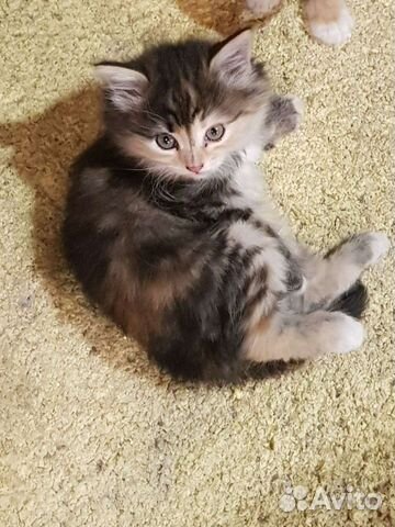 Кошки в добрые руки бесплатно