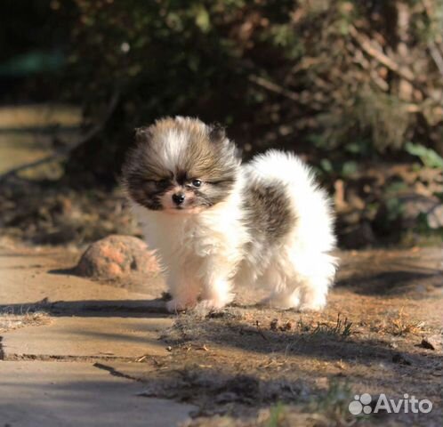 Померанский шпиц