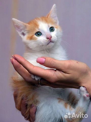Рыжий котенок мальчик в поисках дома