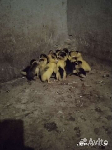 Утята муларды