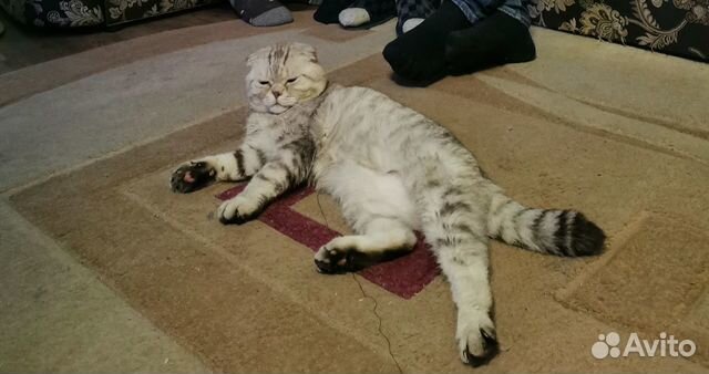 Британский вислоухий кот