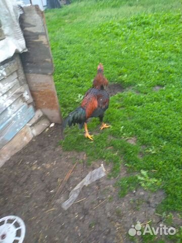 Борцовая птица