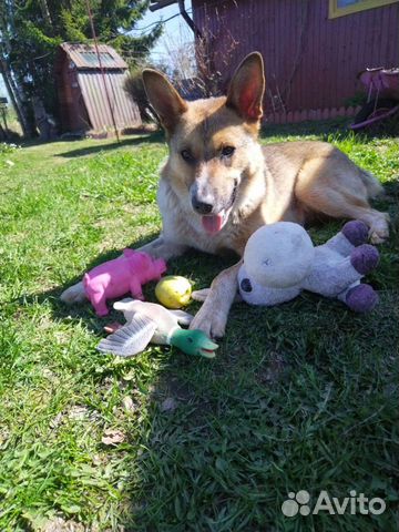 Собака в добрые руки отдам бесплатно