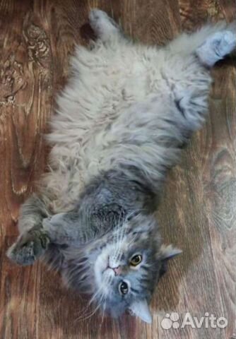Кот