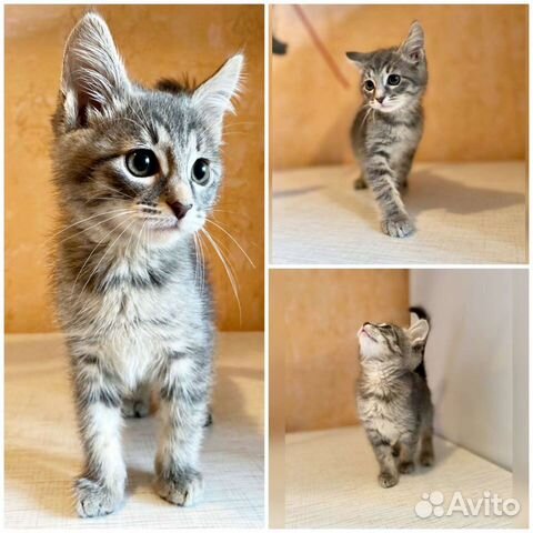 Котёнок, серая малышка в добрые руки
