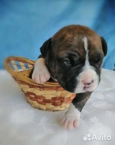 Американский булли