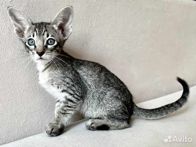 Ориентальная кошечка