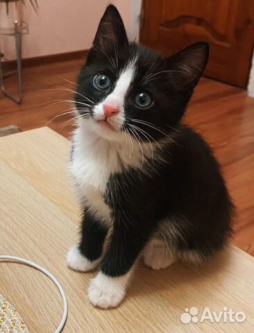 Котенок