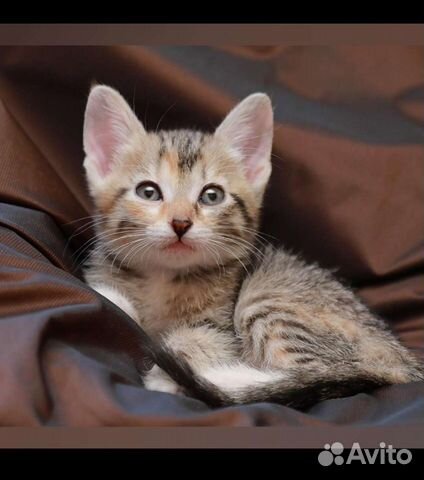 Котёнок, ручная малышка ищет семью