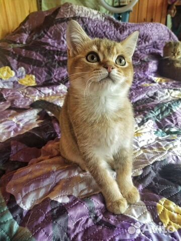 Кошка
