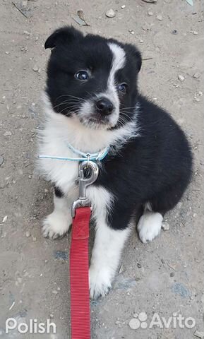 Щенок маленькой собачки